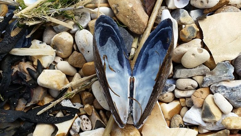 Mytilus edulis (continued) | Temperate Reefs - The overlooked reef ...