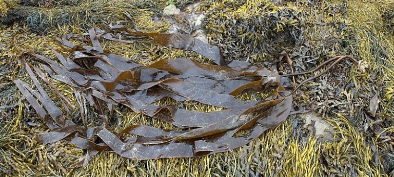 Laminaria spp. | Temperate Reefs - The overlooked reef forming species