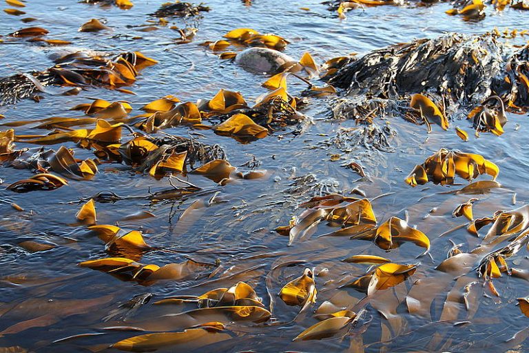 Laminaria spp. | Temperate Reefs - The overlooked reef forming species