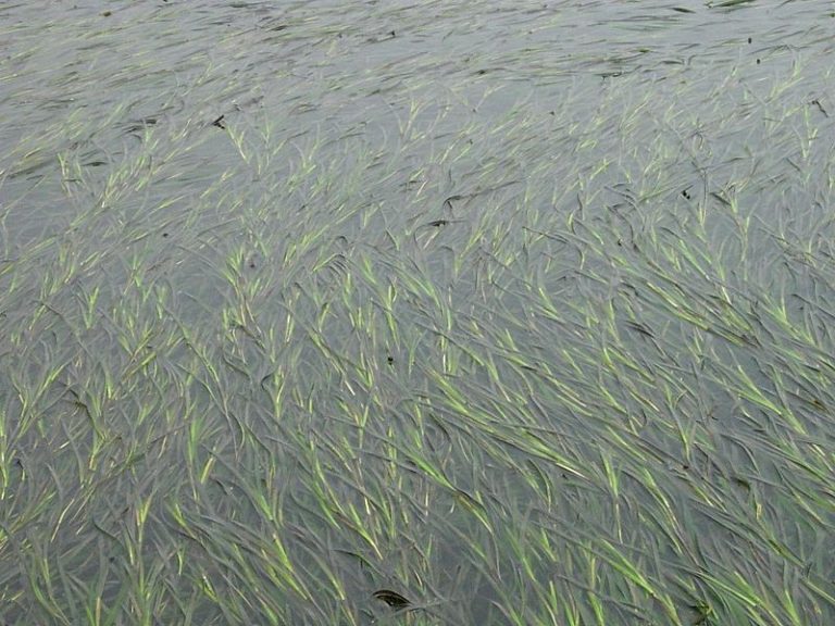 Zostera marina | Temperate Reefs - The overlooked reef forming species