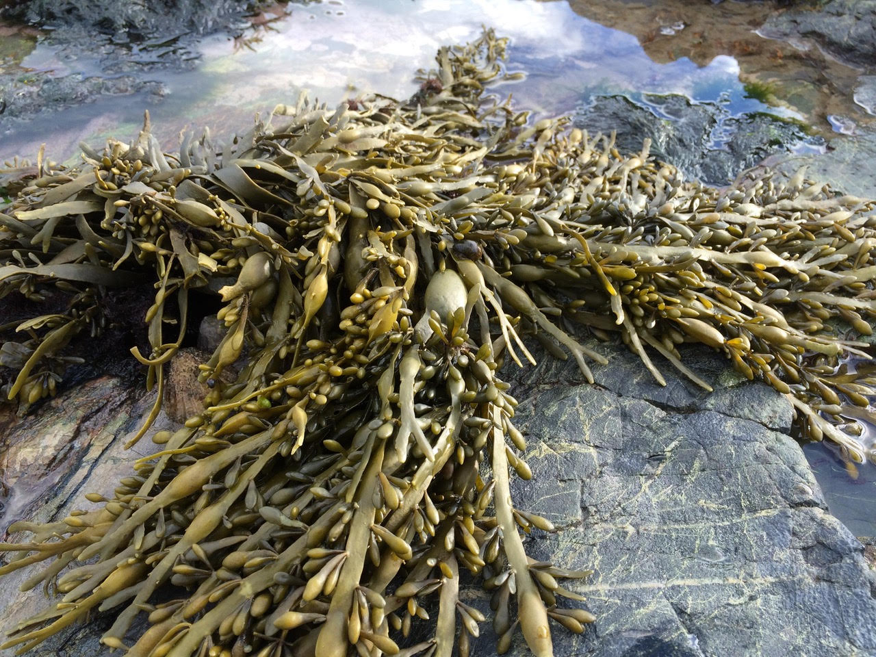 Ascophyllum nodosum | Temperate Reefs - The overlooked reef forming species